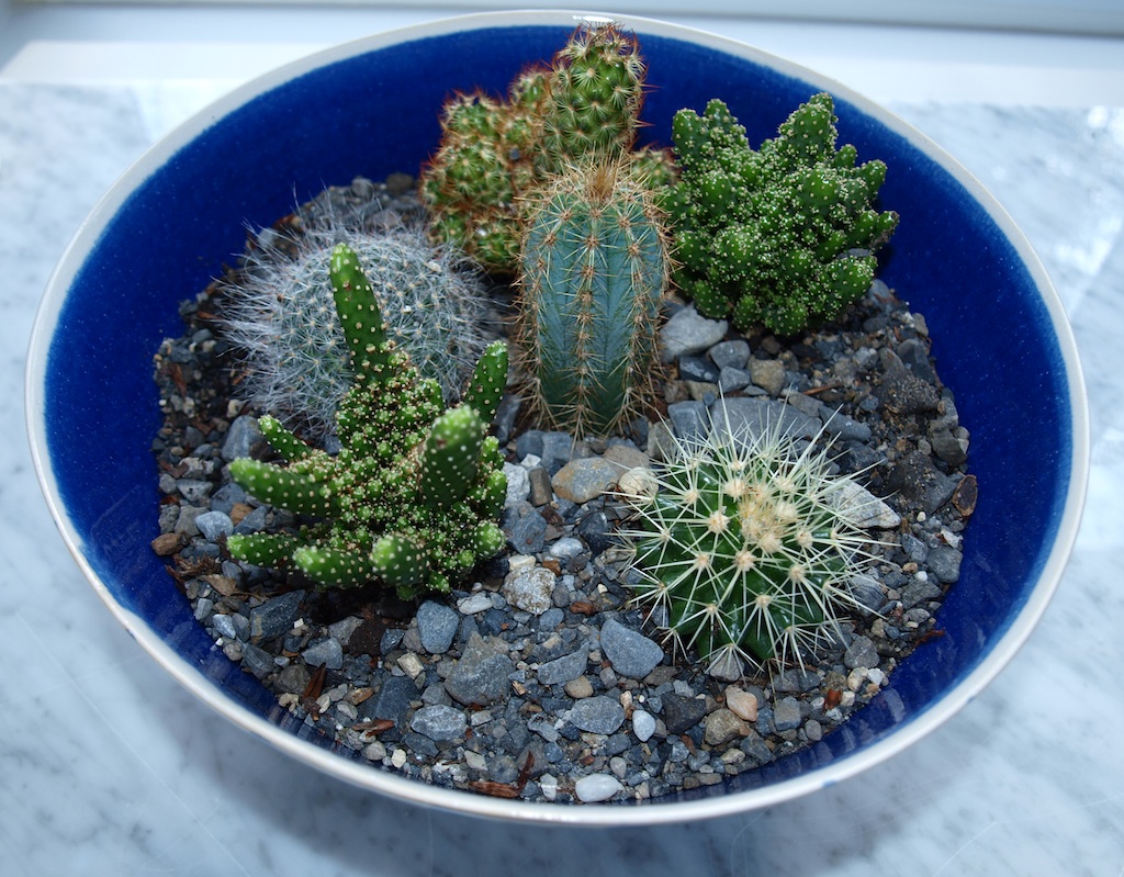 Cactus Garden IKEA M&S Indigo Egon Walesch 9 - Egon Design Egon Design